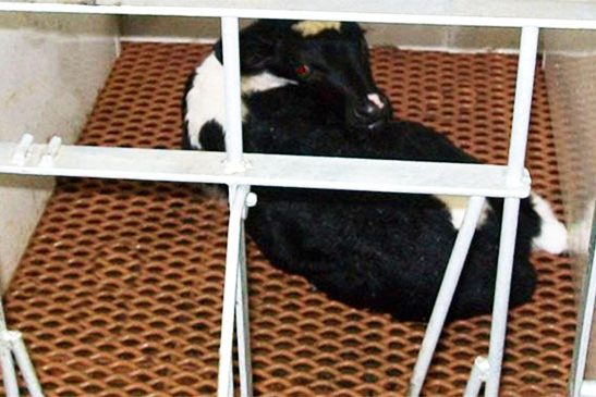 Calf Flooring | Elevated Plastisol Coated Dairy & Livestock Flooring