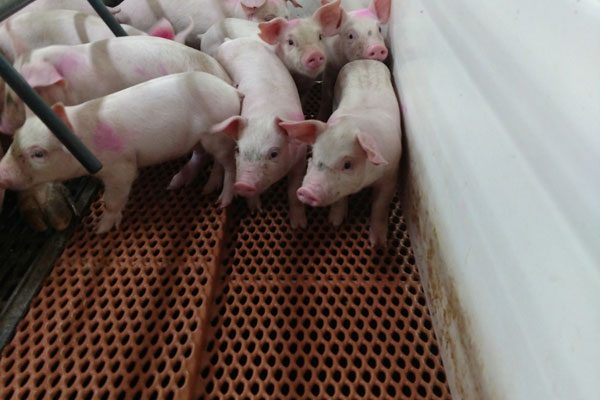 Swine Livestock Products | Poly-Vinyl Coated Flooring & Pork Lift