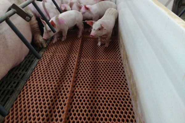 Swine Livestock Products | Poly-Vinyl Coated Flooring & Pork Lift