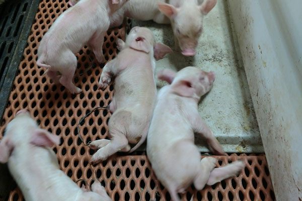 Swine Livestock Products | Poly-Vinyl Coated Flooring & Pork Lift