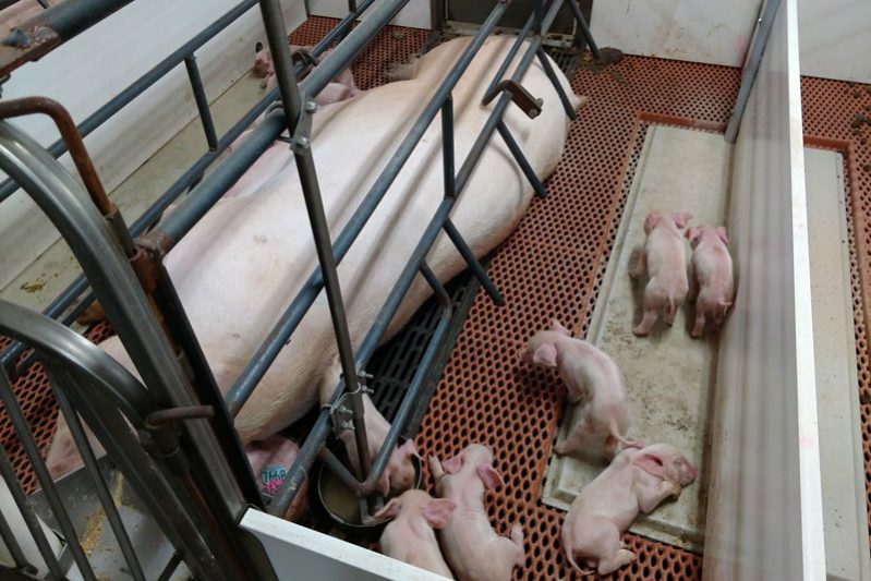 Swine Livestock Products | Poly-Vinyl Coated Flooring & Pork Lift