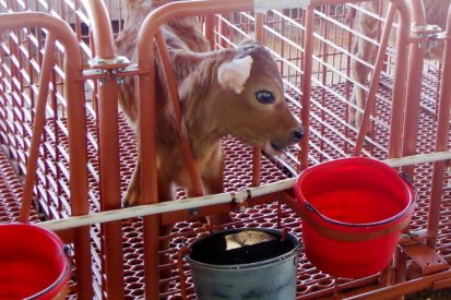 Calf Products | Coated Raised Flooring and Stalls | Made in the U.S.A.