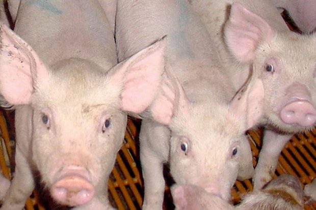 Swine Products | Plastisol Coated Metal Raised Hog Floors | Made in USA