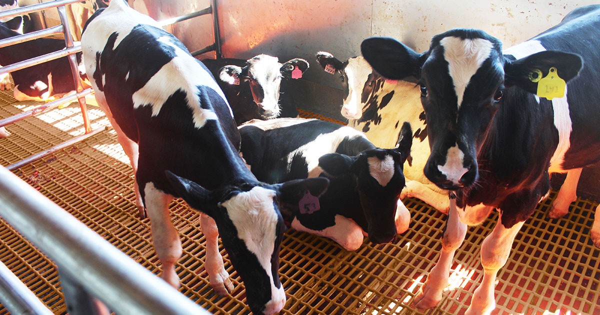 Calf Products | Coated Raised Flooring and Stalls | Made in U.S.A.