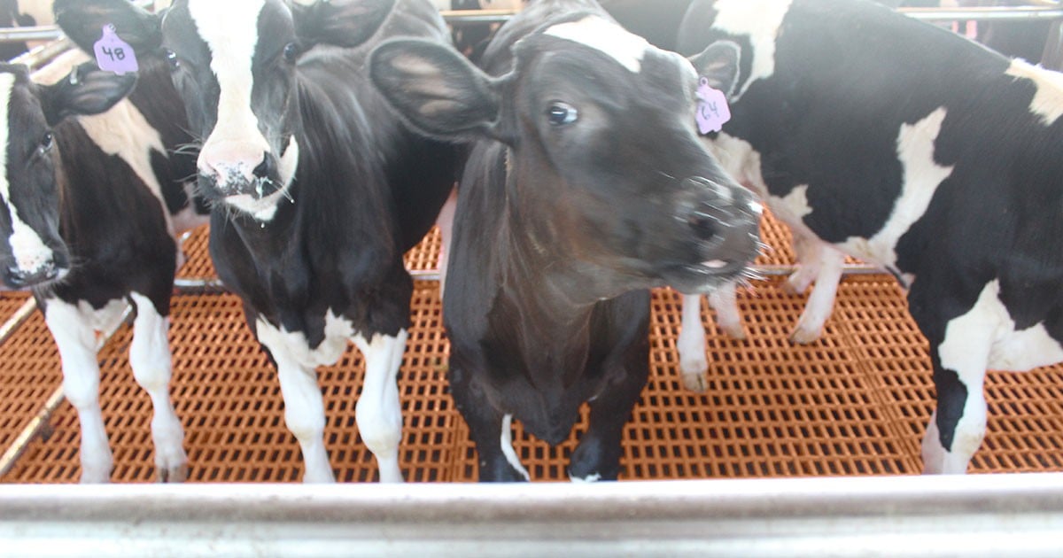 Calf Flooring Solutions | Plastisol Coated for Dairy & Livestock