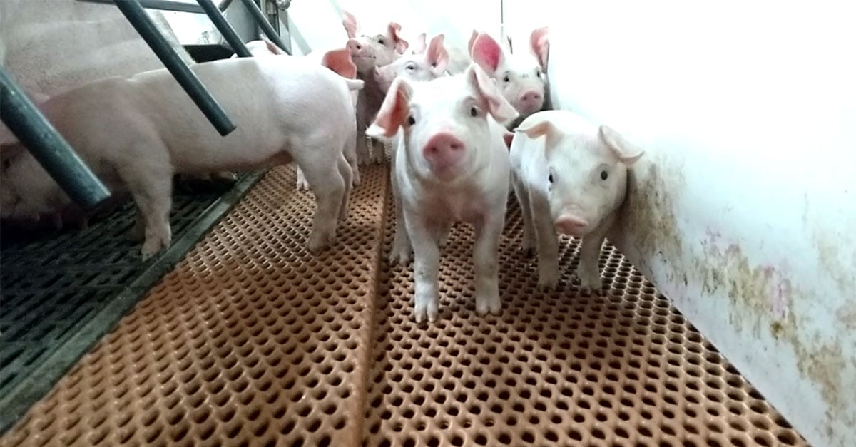 Swine Products - Plastisol Coated Metal Raised Hog Floors